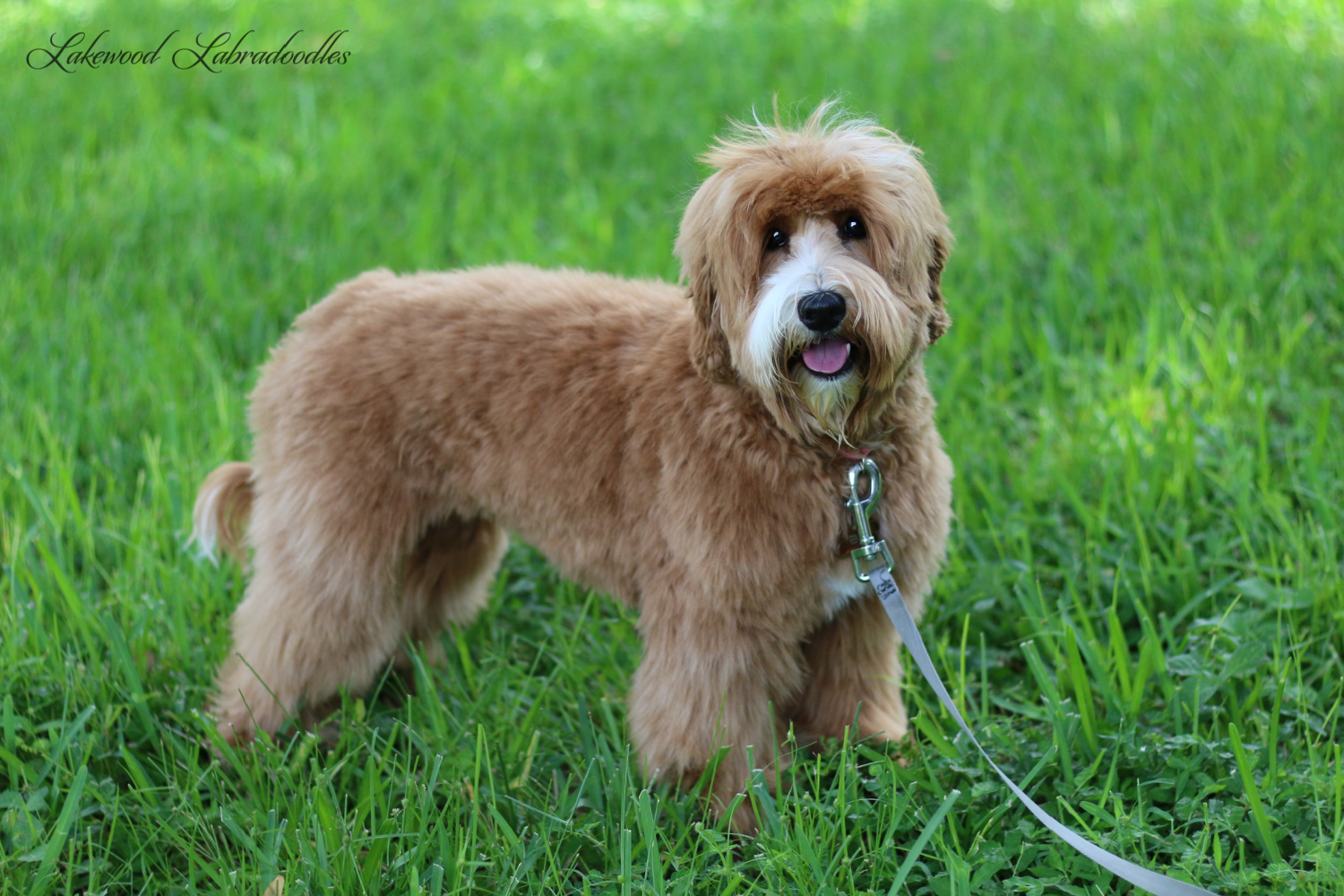 Female Australian Labradoodles | Dog Breeding Experts Winter Haven
