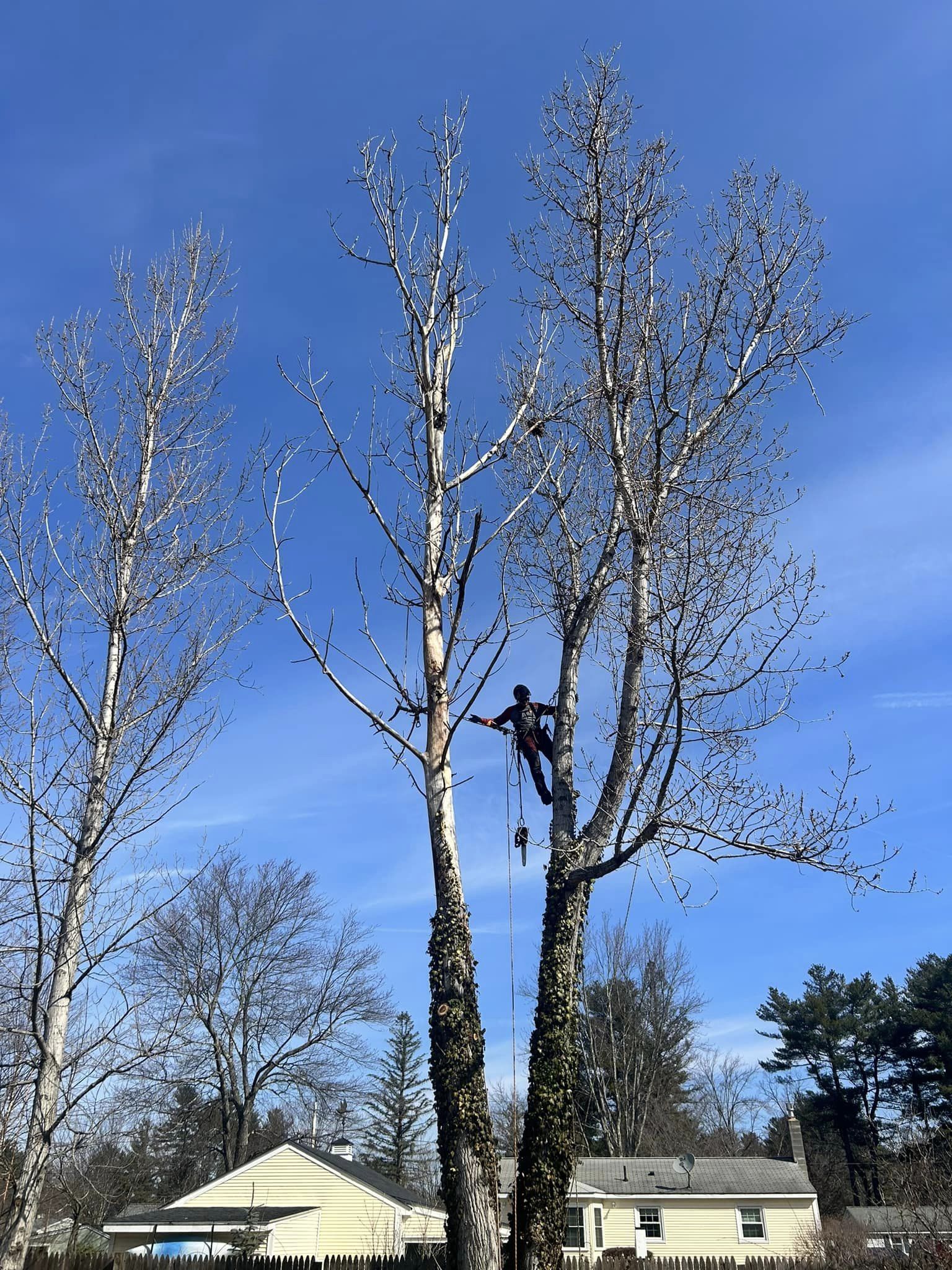 Tree Services Townsend | Land Clearing | Leaf and Limb LLC