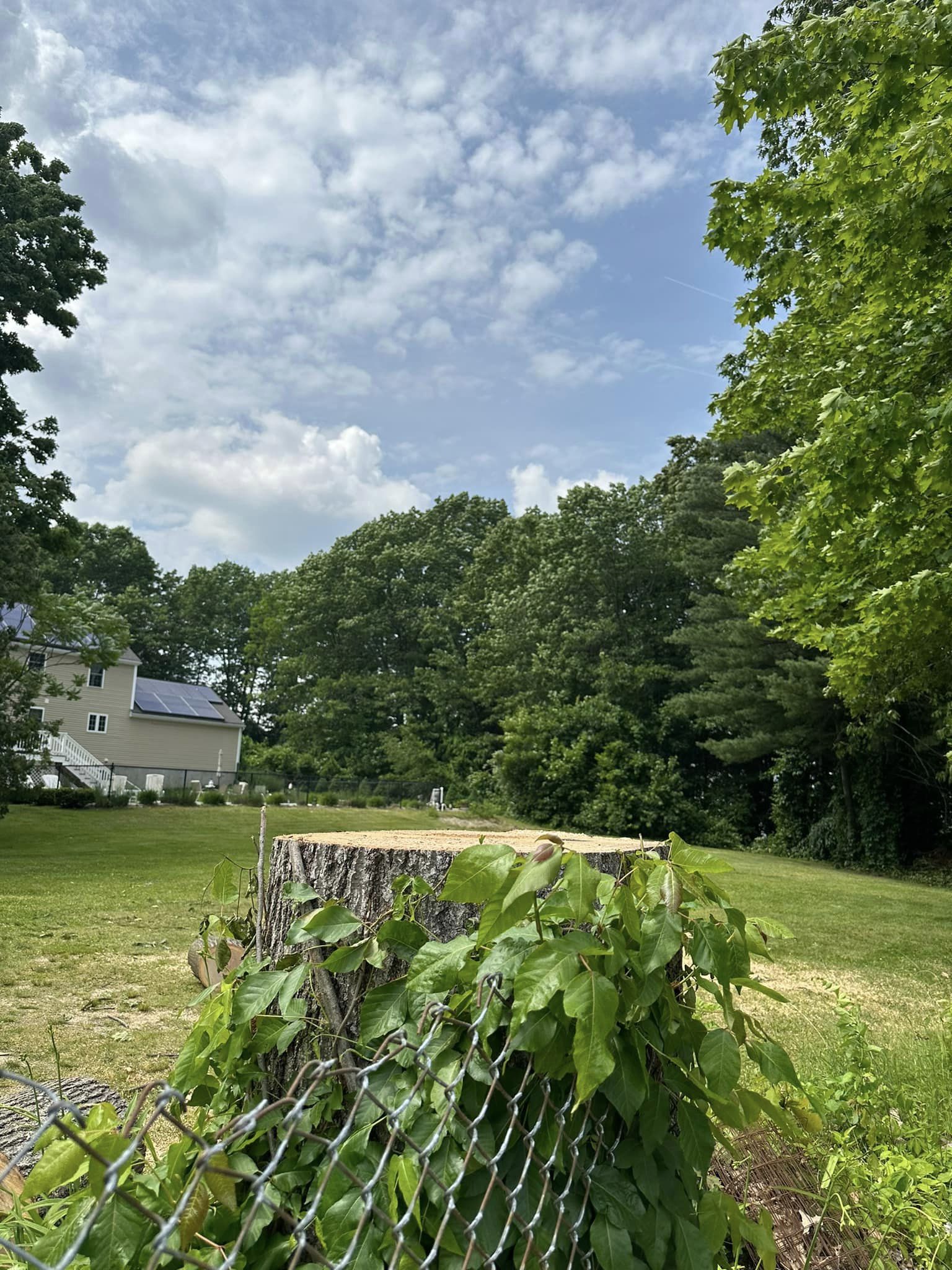 Tree Services Townsend | Land Clearing | Leaf and Limb LLC