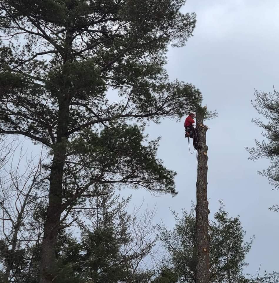 Tree Services Townsend | Land Clearing | Leaf and Limb LLC