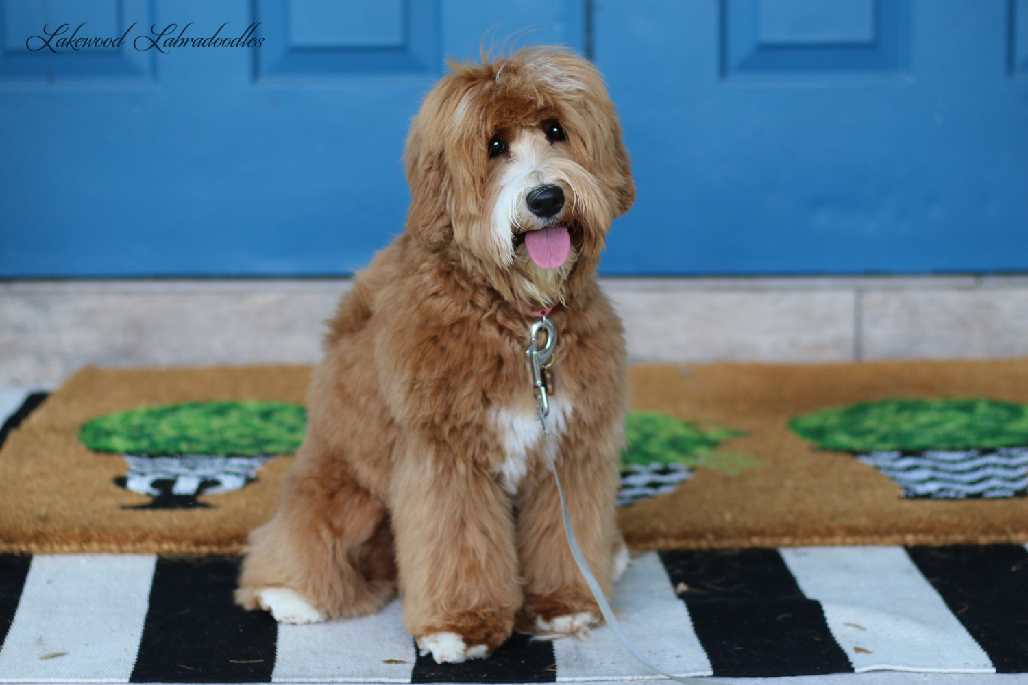 Female Australian Labradoodles | Dog Breeding Experts Winter Haven