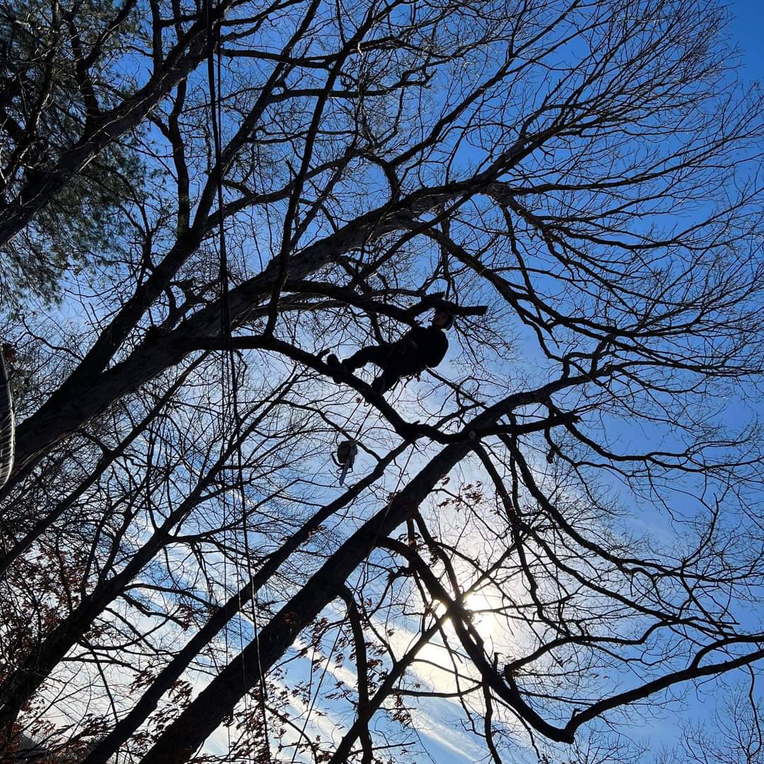 Tree Services Townsend | Land Clearing | Leaf and Limb LLC