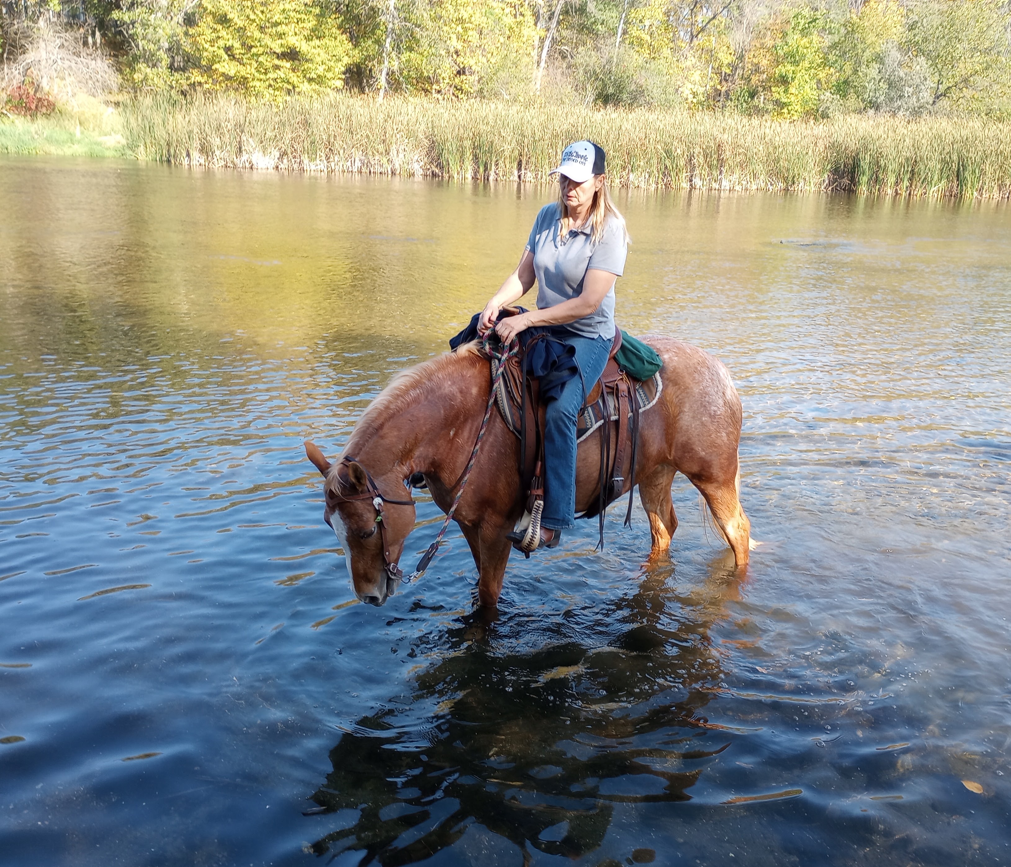 Primed and Painted Acres | Foundation Appaloosas Minnesota | Peacock ...