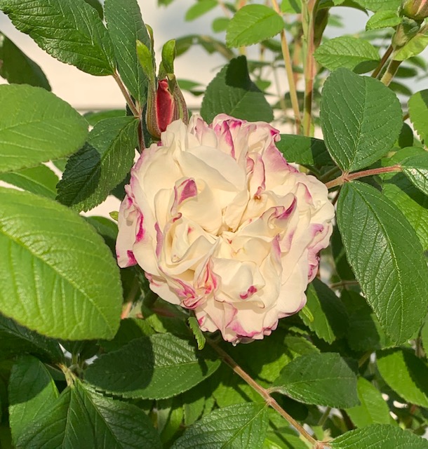 Vancouver Rose Society - And So It Begins: First Blooms of 2021!
