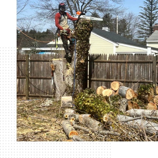 Tree Services Townsend | Land Clearing | Leaf and Limb LLC