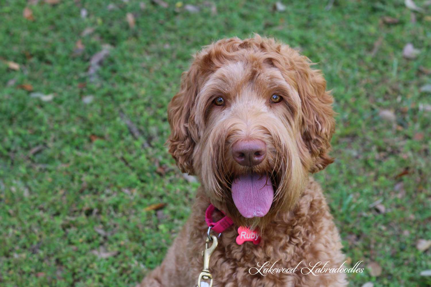 Female Australian Labradoodles | Dog Breeding Experts Winter Haven
