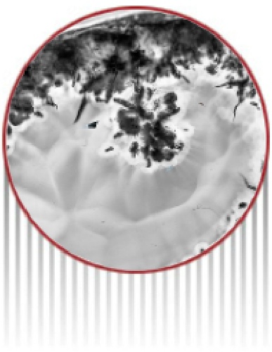 National Petrographic Laboratory | Thin Section Preparation & Analysis ...