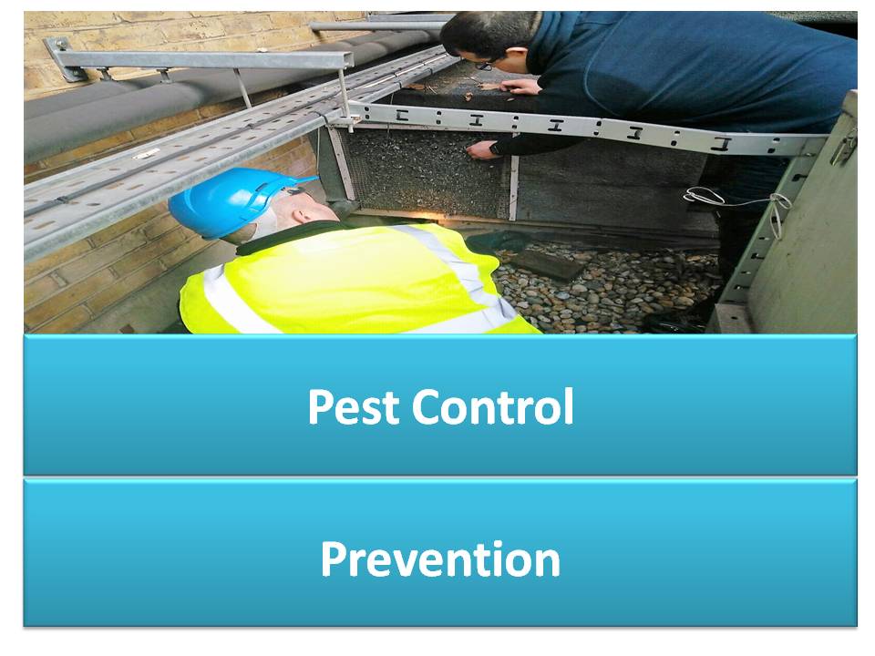 Infestacure Pest & Vermin Control - About Us