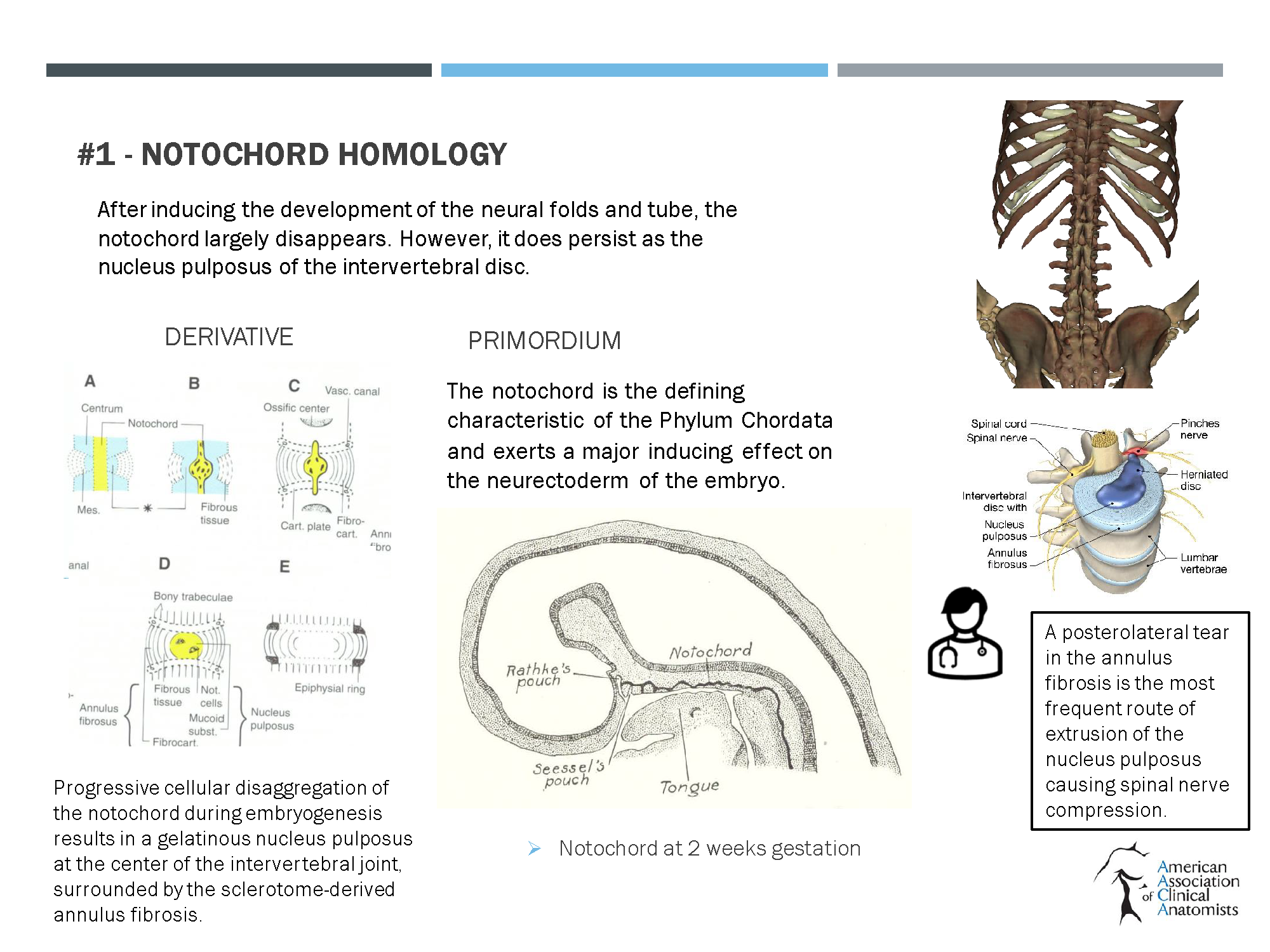 ICSM - Laboratory for Biological Anthropology and Anatomy ICSM - Laboratory for Biological Anthropology and Anatomy