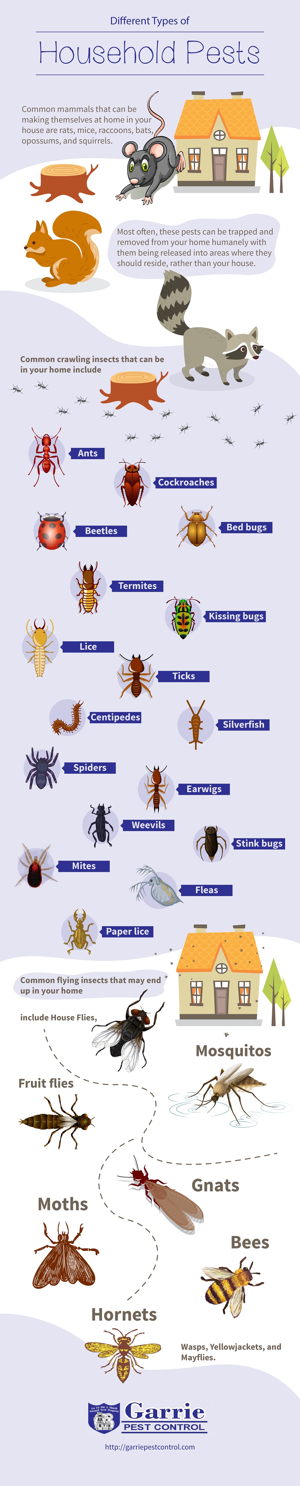 Different Types of Household Pests