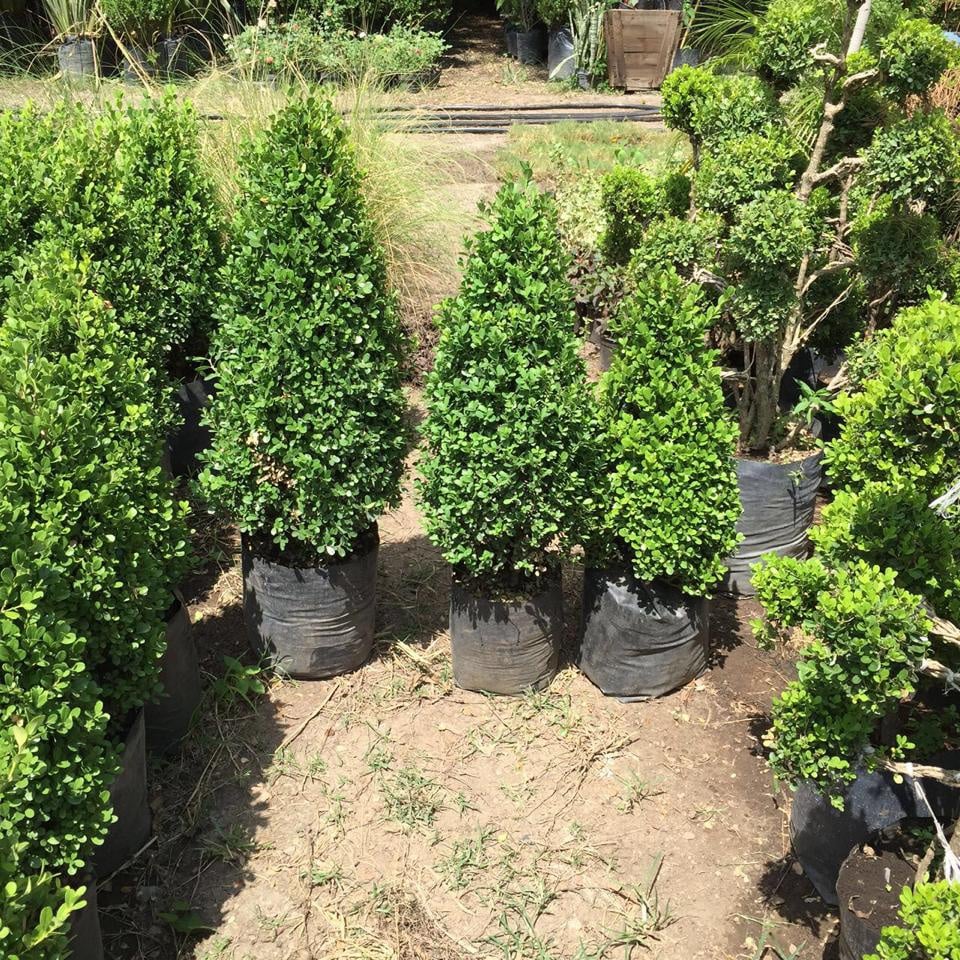 Vivero Las Azaleas - Galería