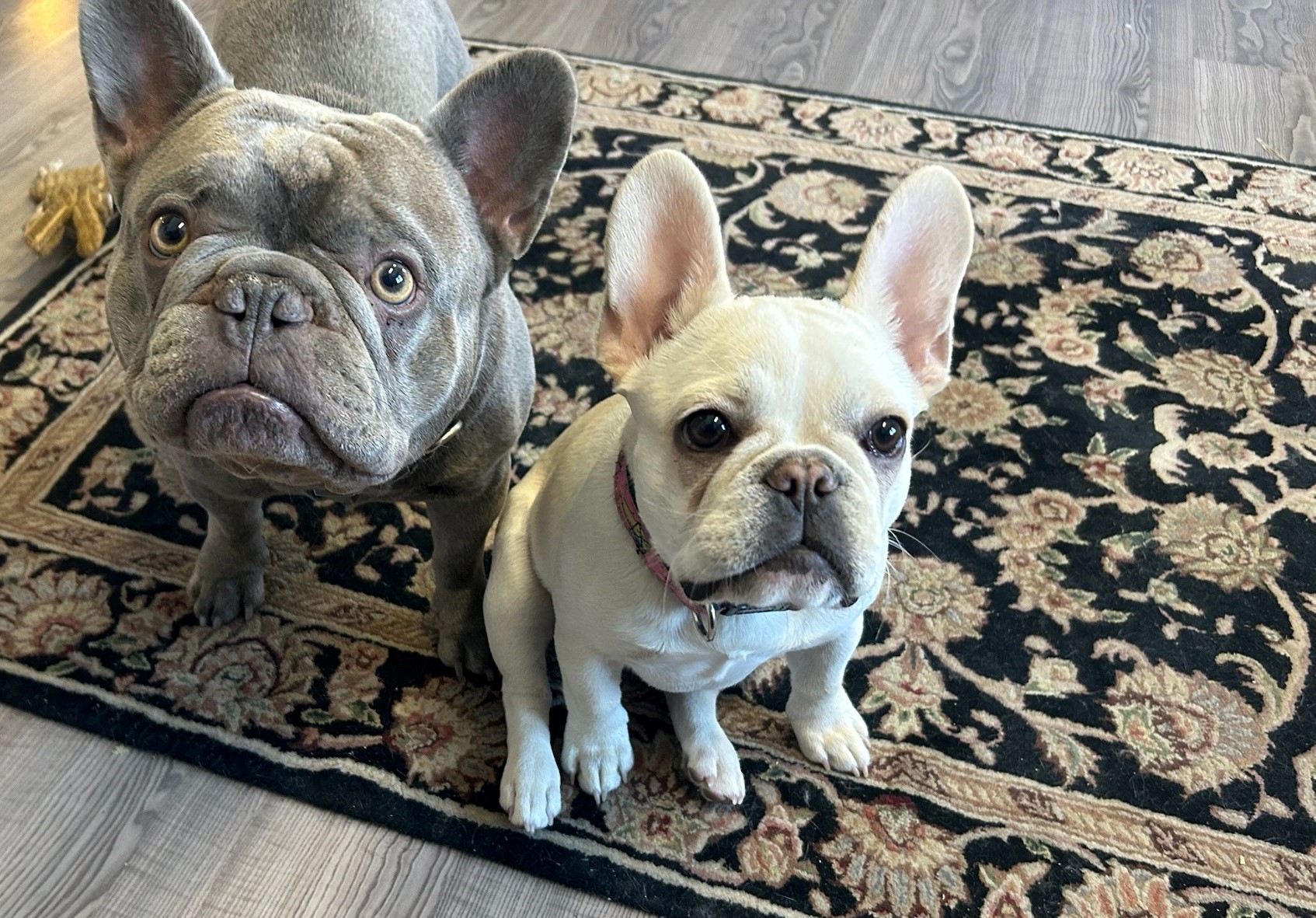 Wicked French Bullies - Breedings