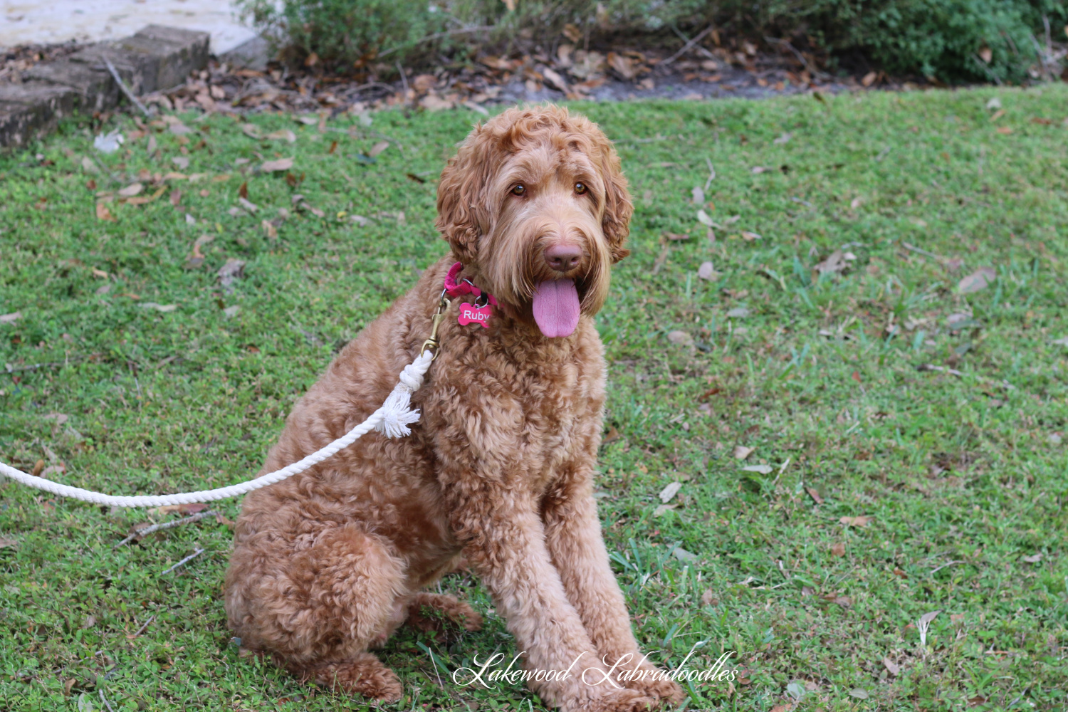 Female Australian Labradoodles | Dog Breeding Experts Winter Haven