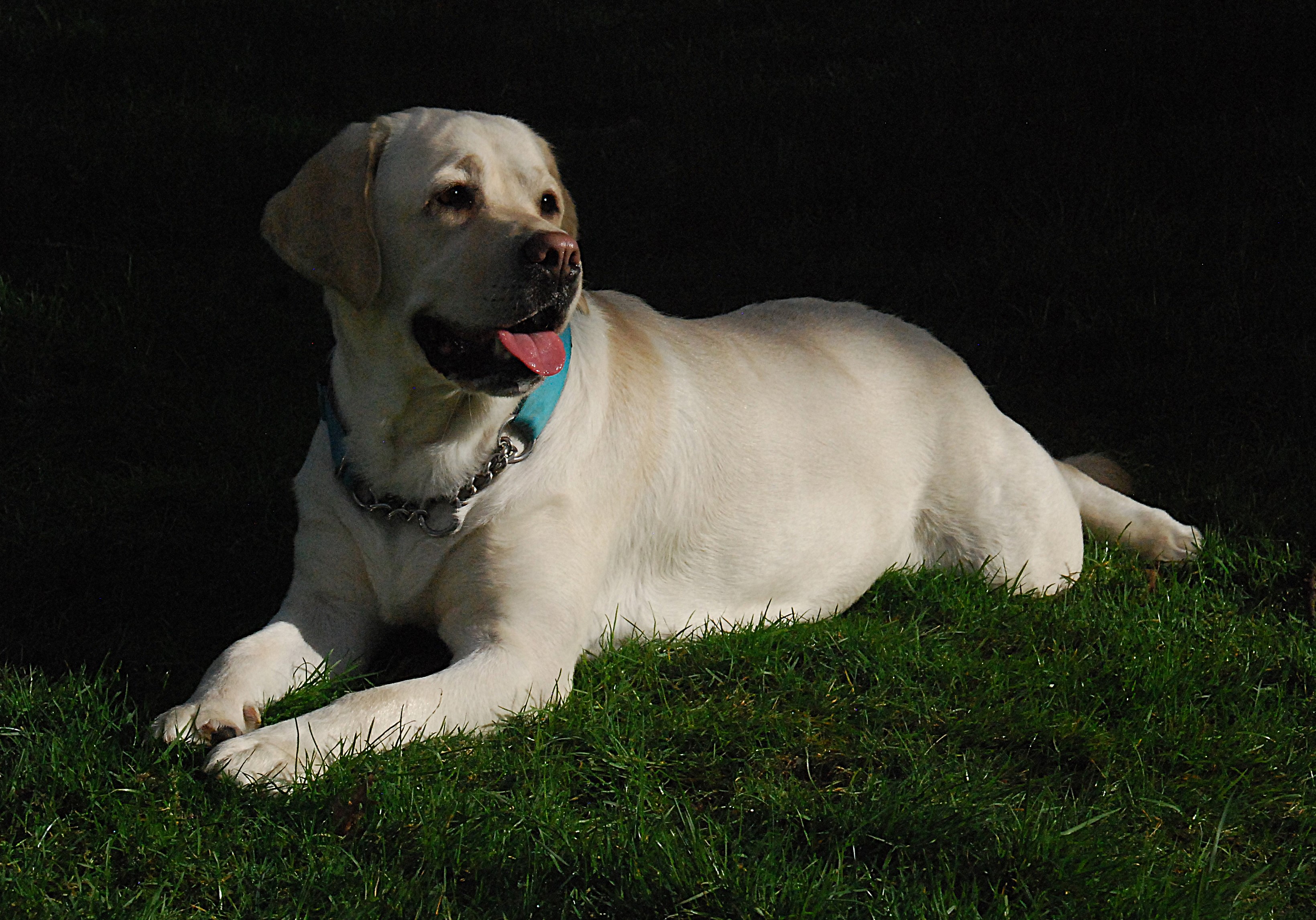 Home - Canterwood Labradors