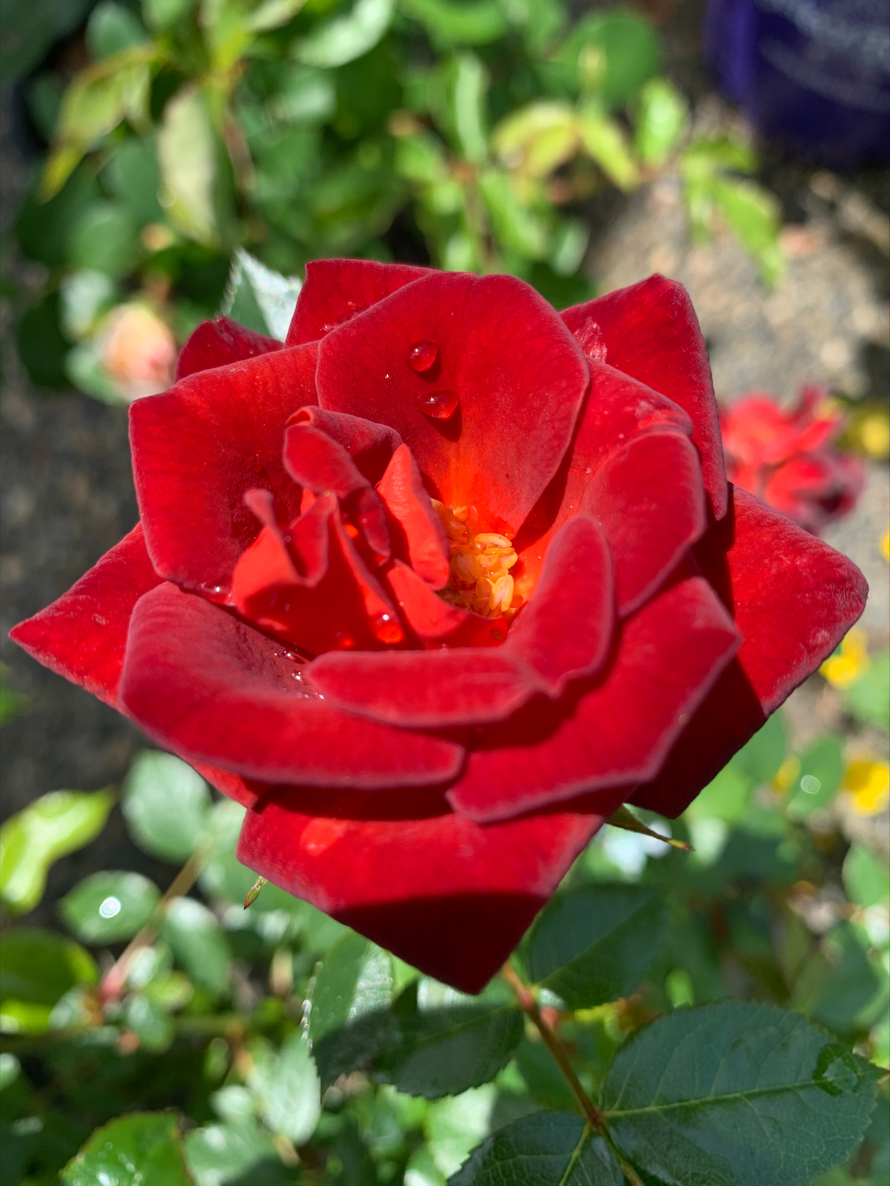 Vancouver Rose Society - And So It Begins: First Blooms of 2022!